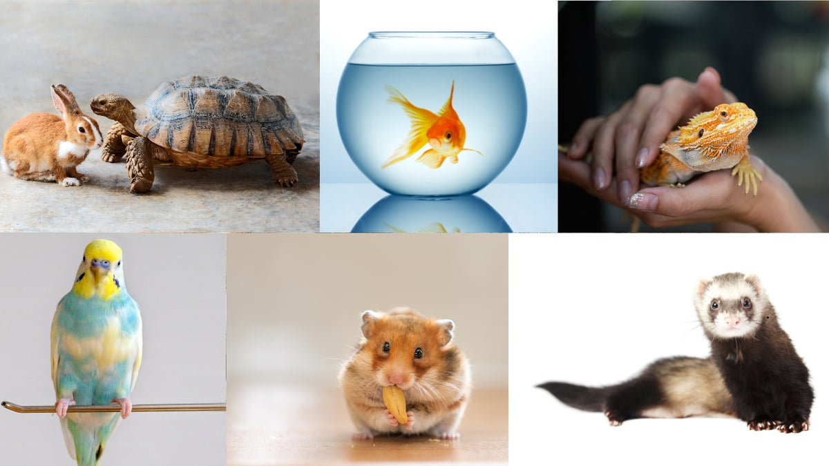 Alternative Family-Friendly Pets Besides Cats or Dogs – BlackPaw